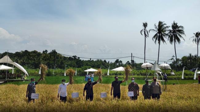 Mentan SYL Panen Padi Di Lahan Demplot Petrokimia Gresik